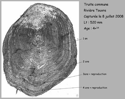 Reproduction, croissance et taille légale des truites de Touvre
